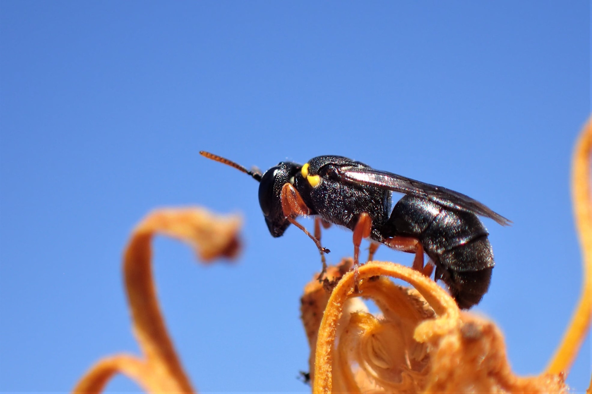 Hylaeus douglasi – Ausemade
