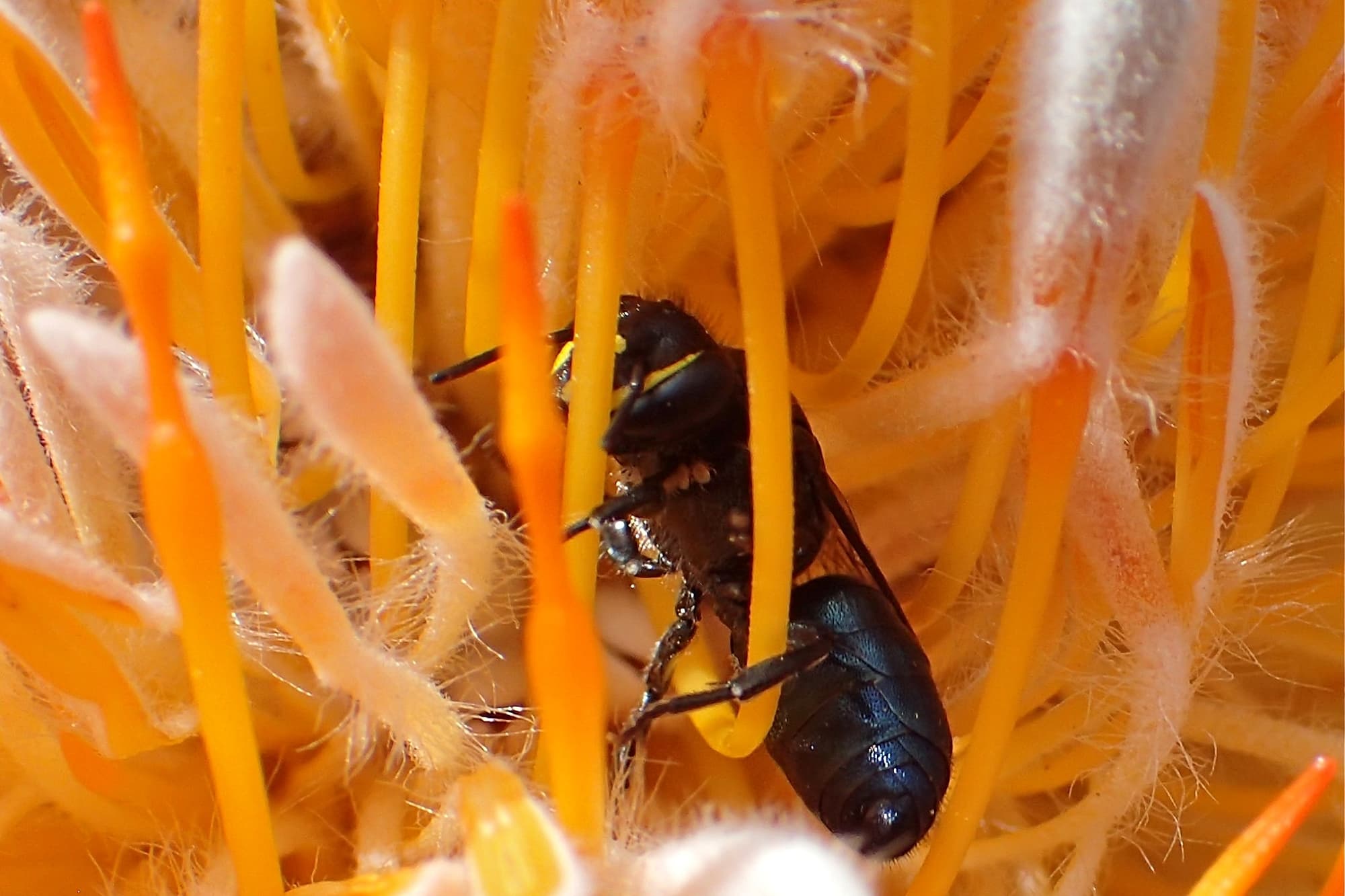 Hylaeus (Macrohylaeus) alcyoneus – Ausemade