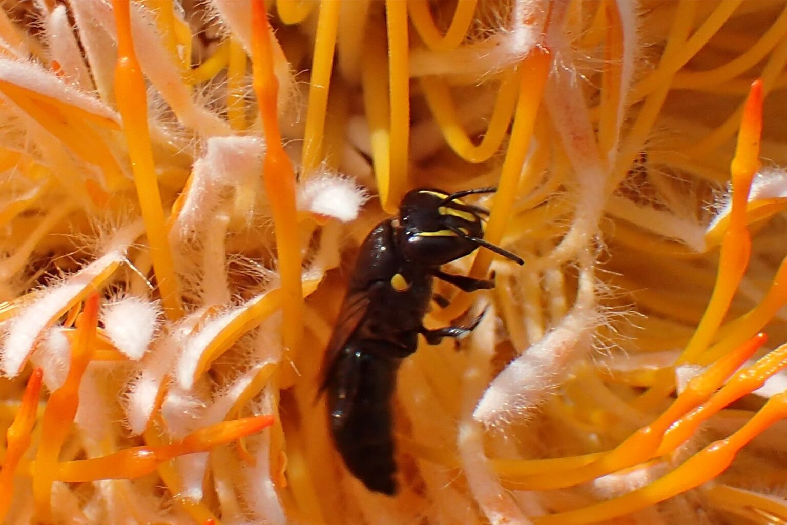 Western Australia Bees (Native Bees) – Ausemade