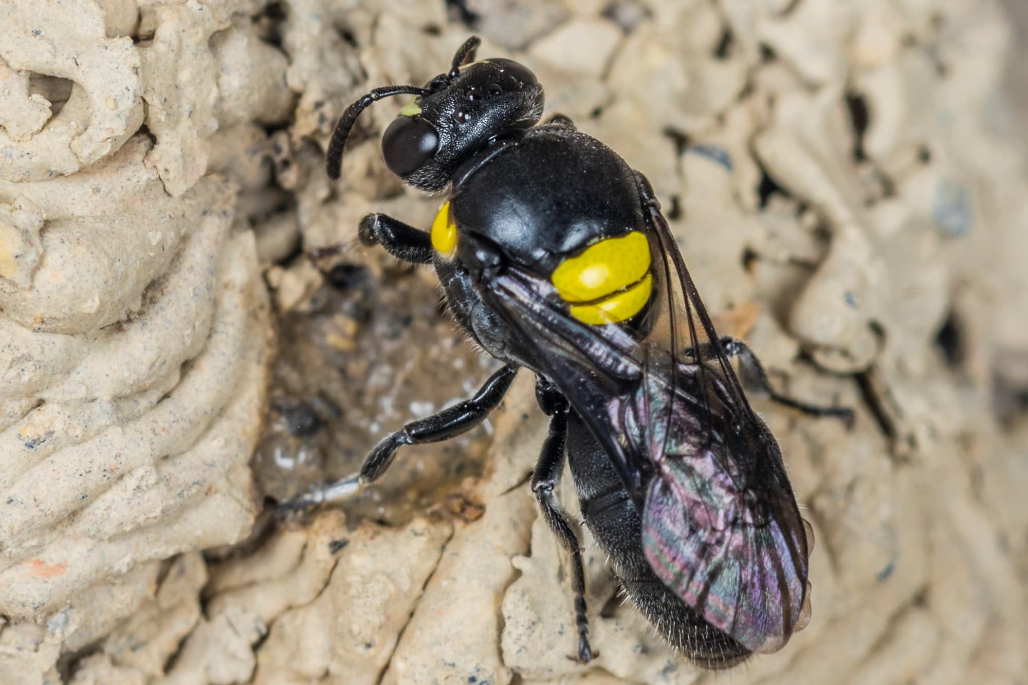 Hylaeus nubilosus Mud nest – Ausemade