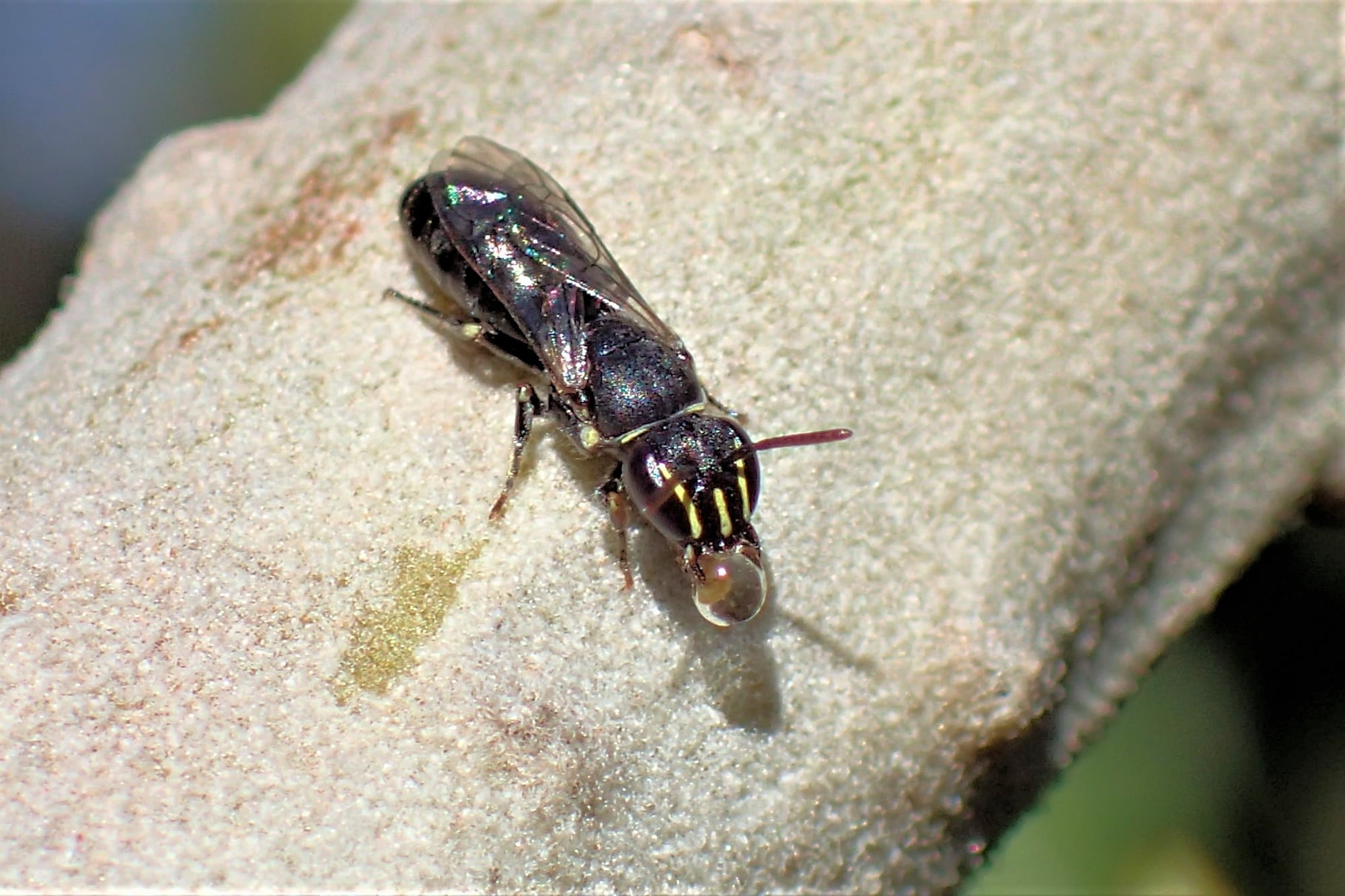 Hylaeus (Prosopisteron) – Ausemade