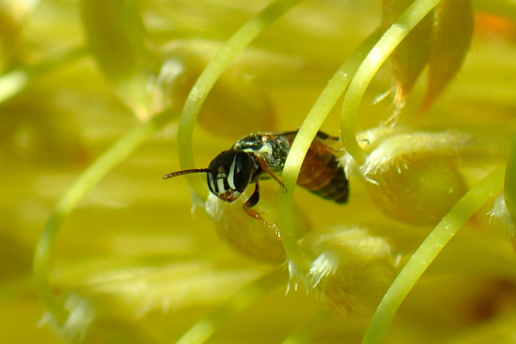 More of the Banksia bees… – Ausemade