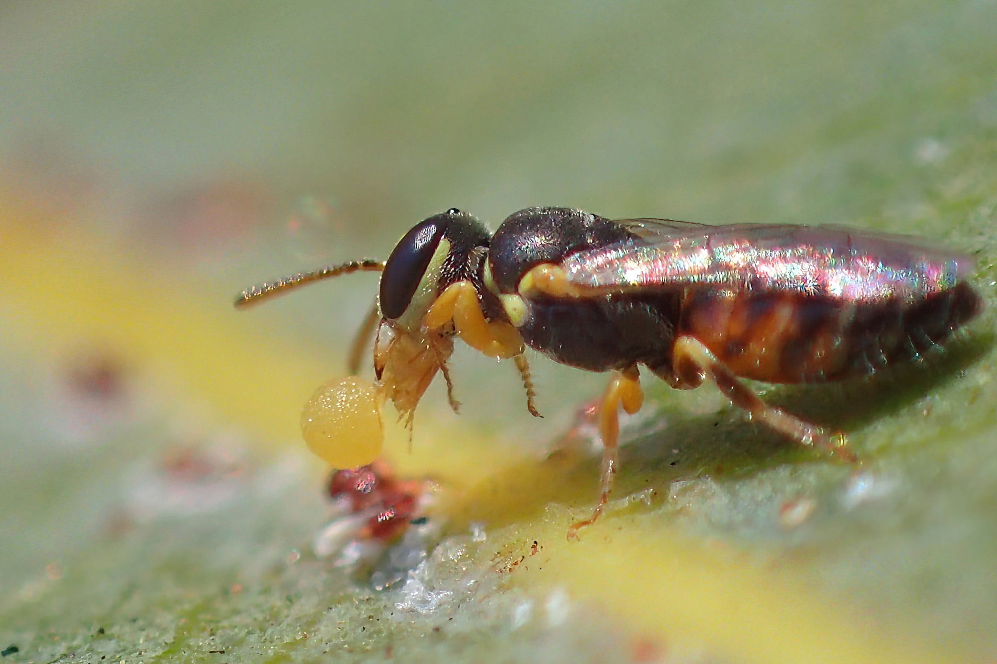 the first bubble she threw up – Ausemade