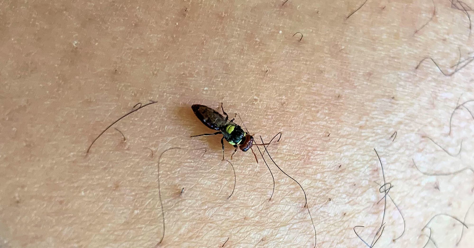 Hylaeus spp – Masked Bee – Ausemade