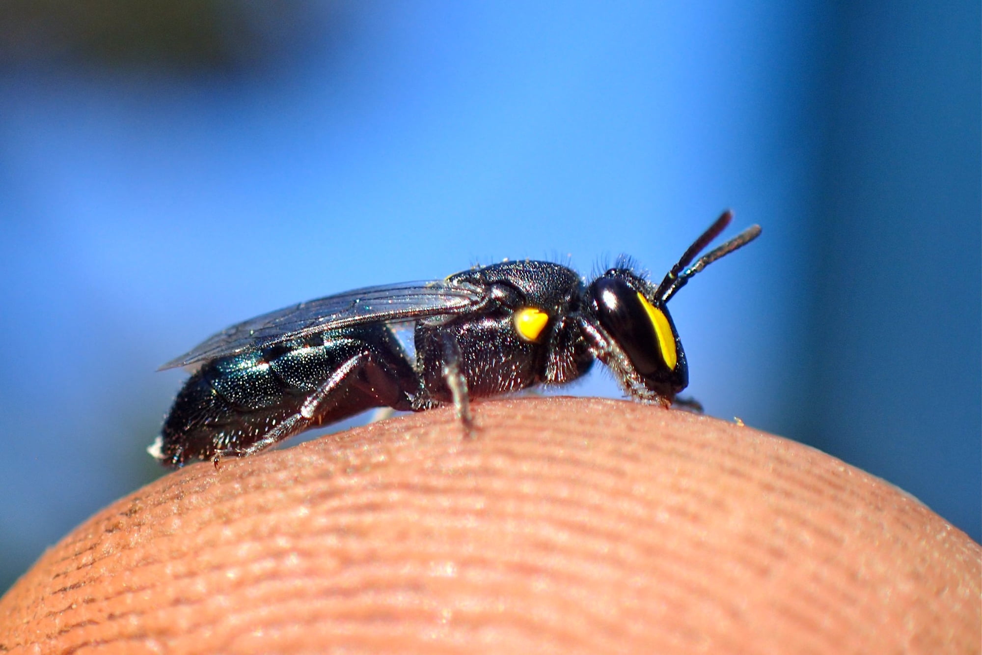 Hylaeus violaceus – Ausemade