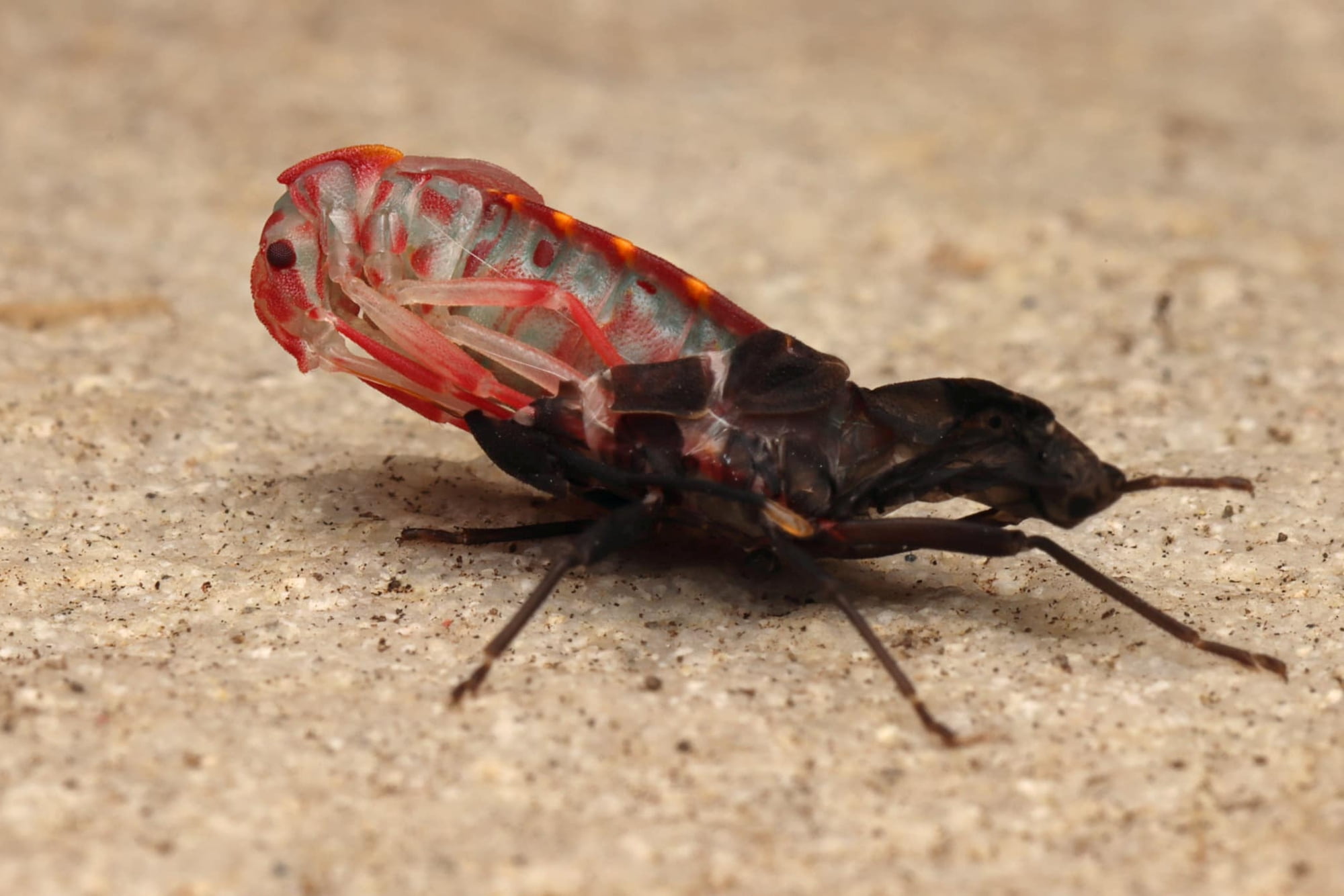 Hyocephalus aprugnus – Ausemade