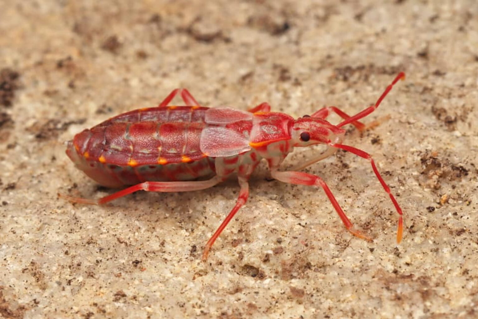 Hyocephalus aprugnus – Ausemade