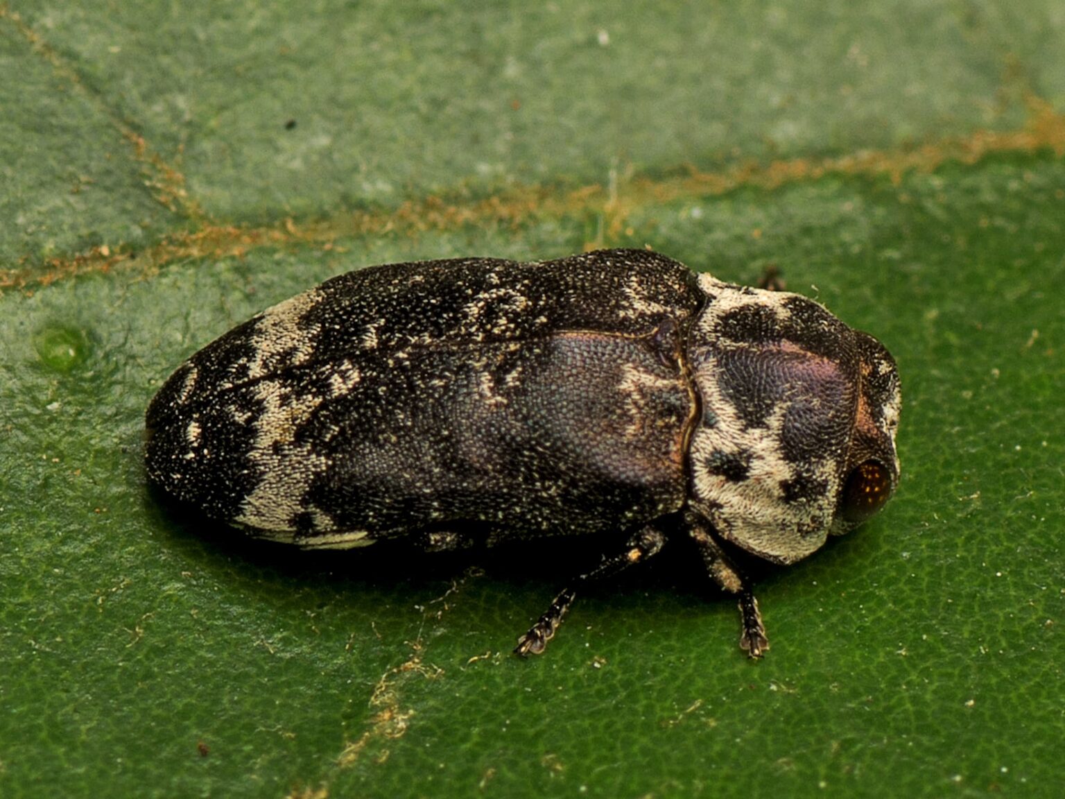 Hypocisseis suturalis – Ausemade