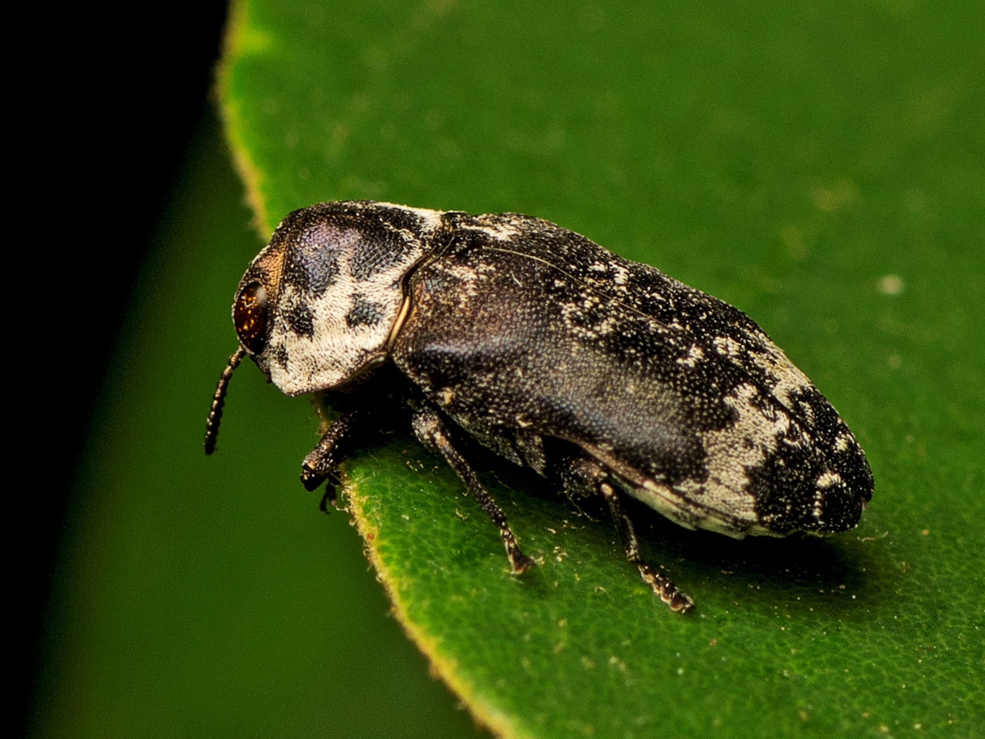 Hypocisseis suturalis – Ausemade