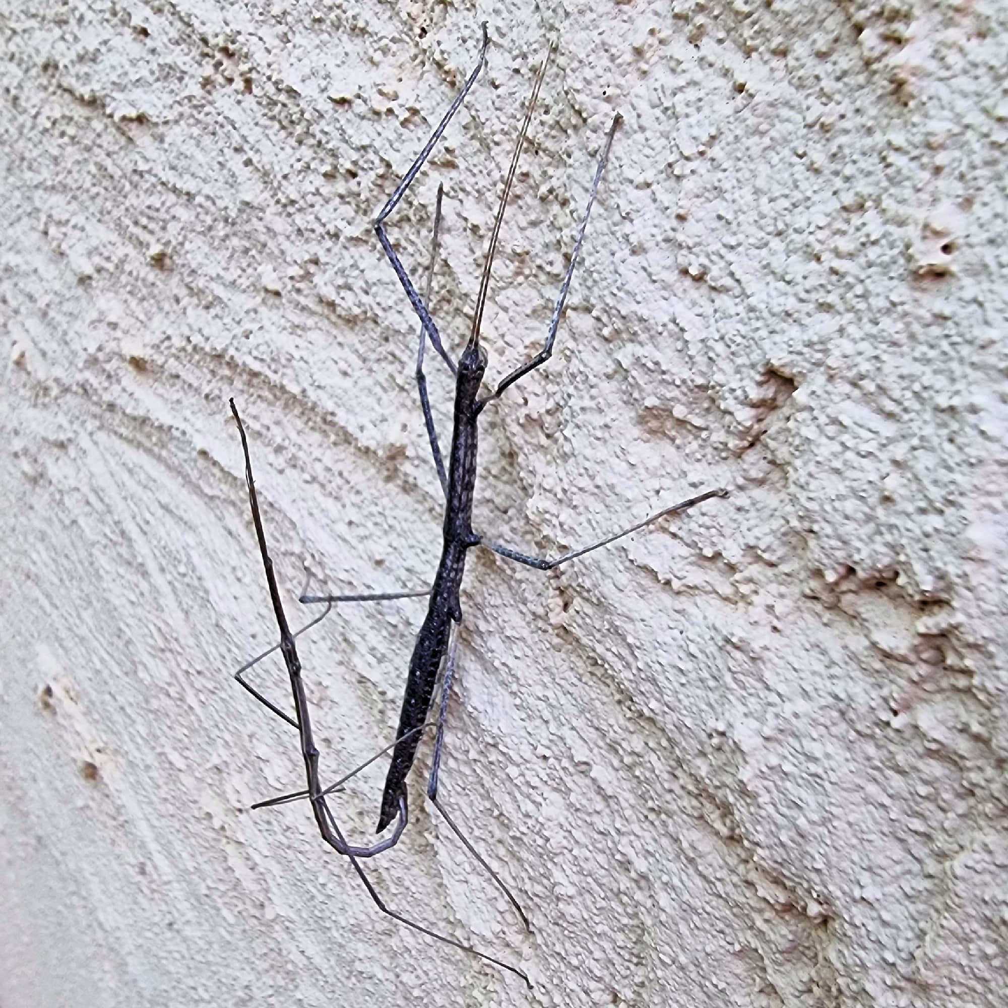 ASDP Tepper’s Plain Stick Insect – Ausemade