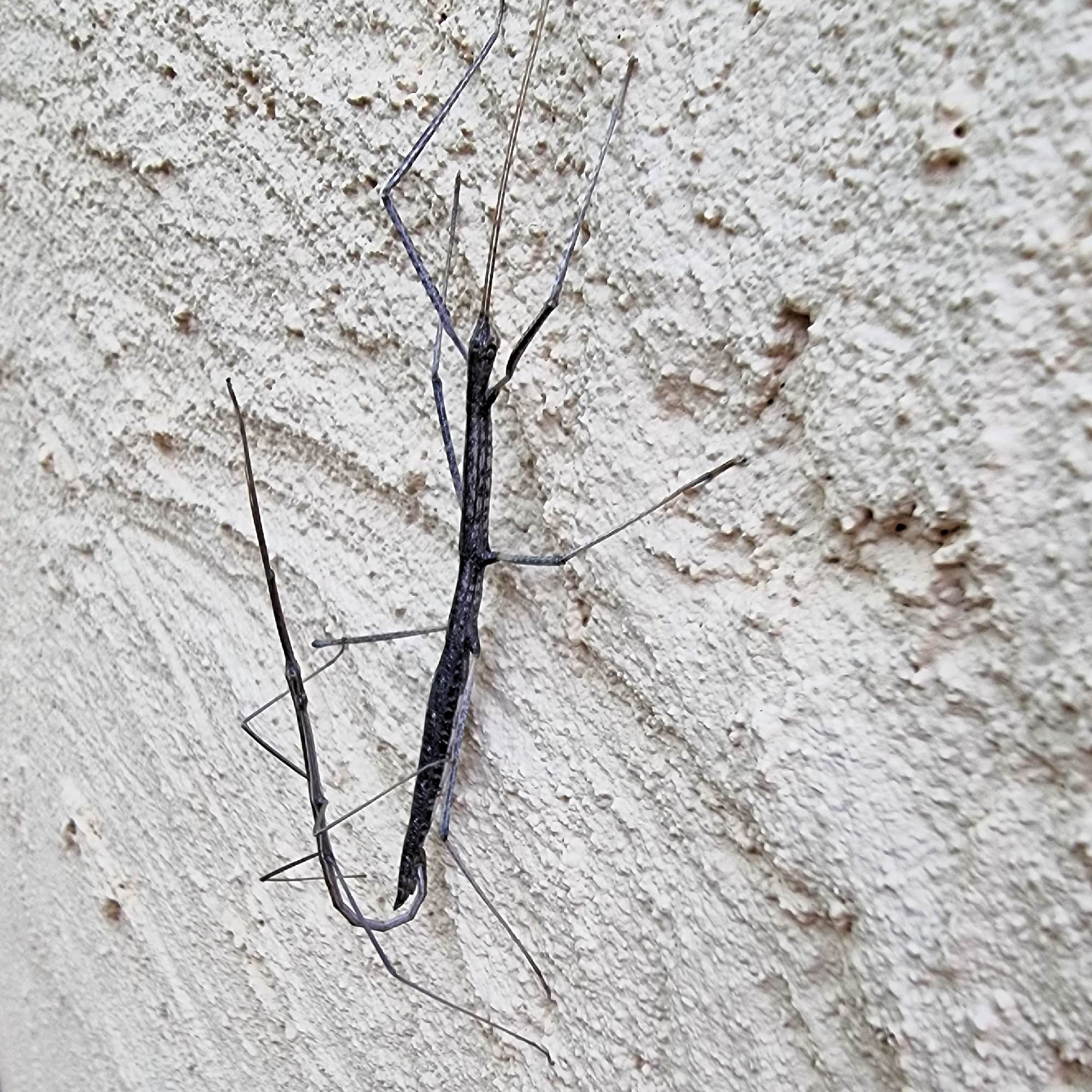 ASDP Tepper’s Plain Stick Insect – Ausemade