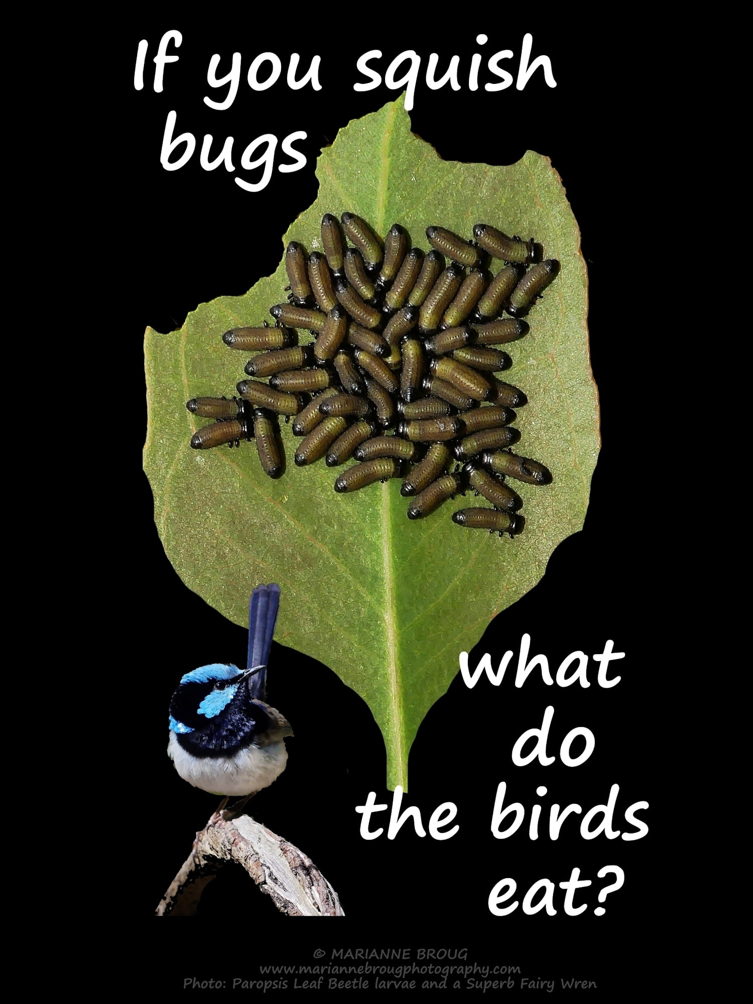 Stop killing the bugs… – Ausemade