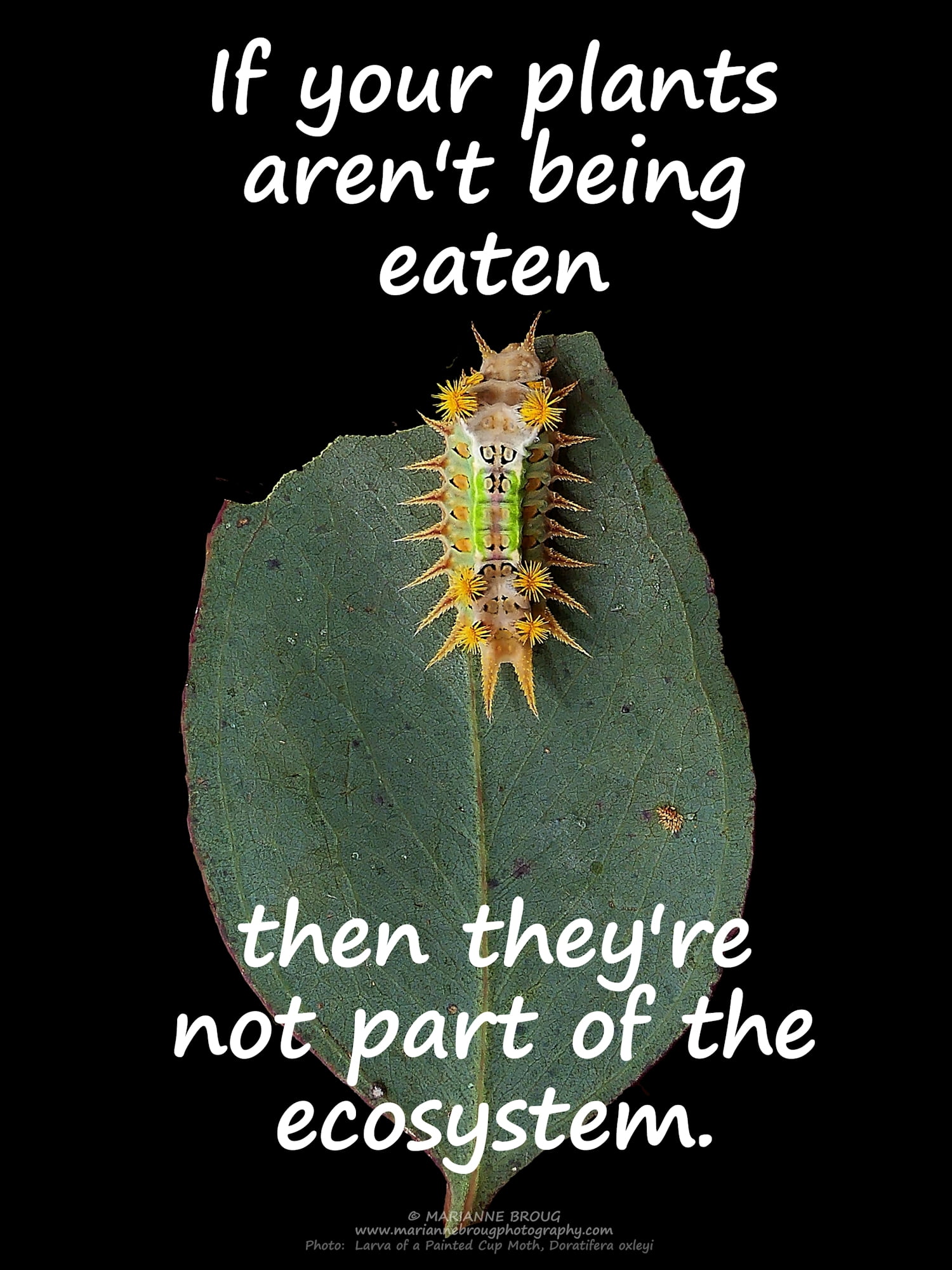 Stop killing the bugs… – Ausemade