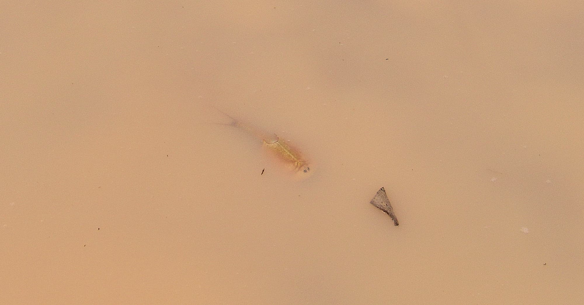 Shield Shrimp (Triops australiensis) – Ausemade