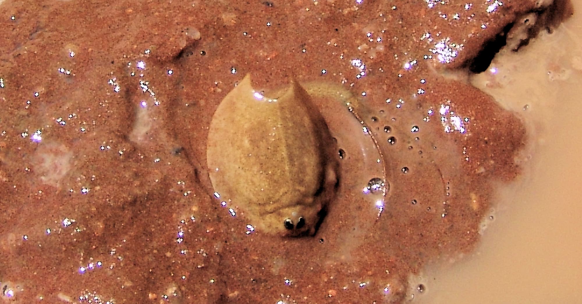Shield Shrimp (Triops australiensis) – Ausemade