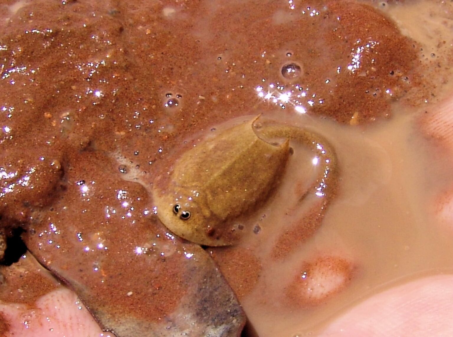 Shield Shrimp – Ausemade