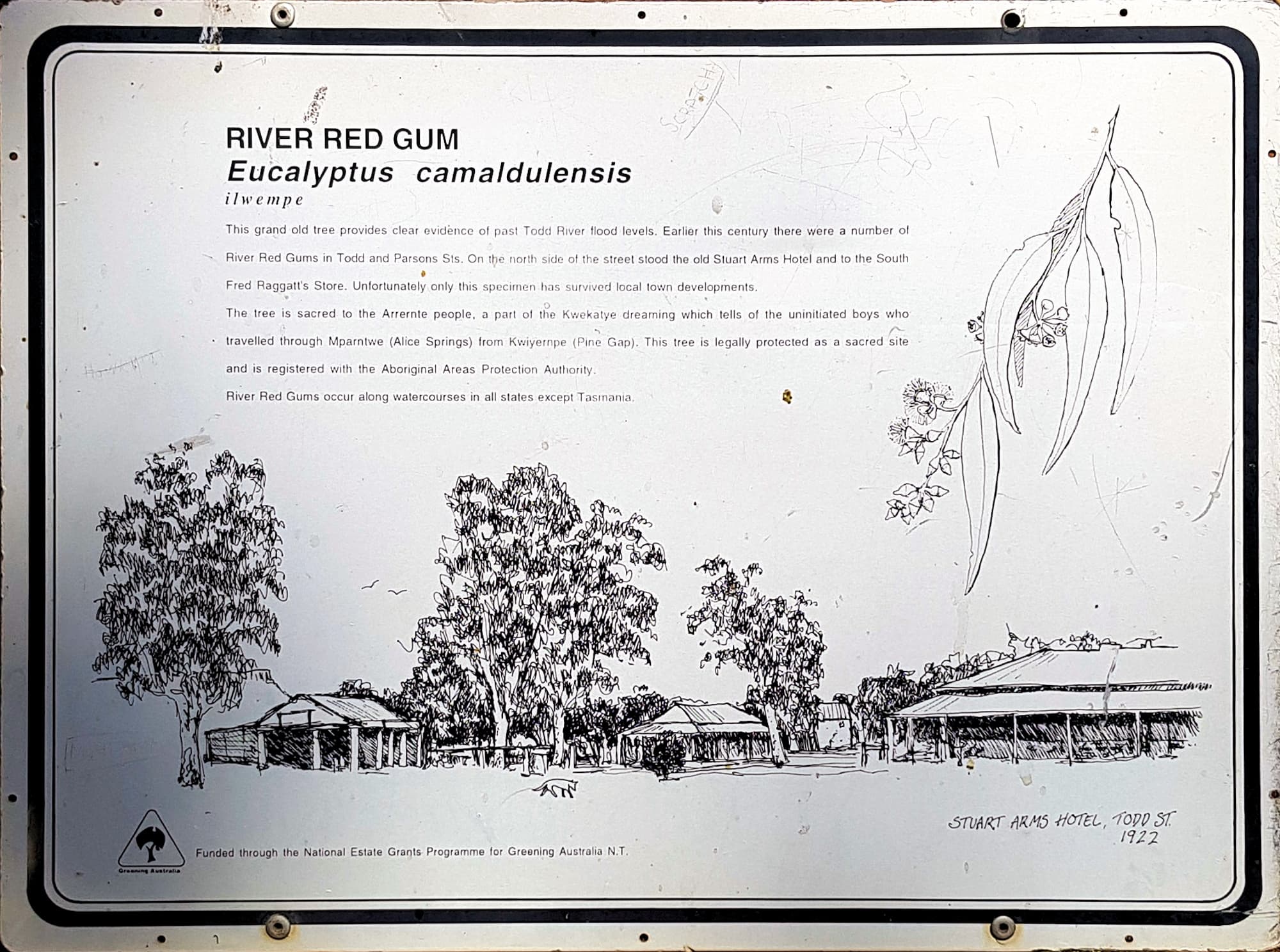 Loving the River Red Gum – Ausemade