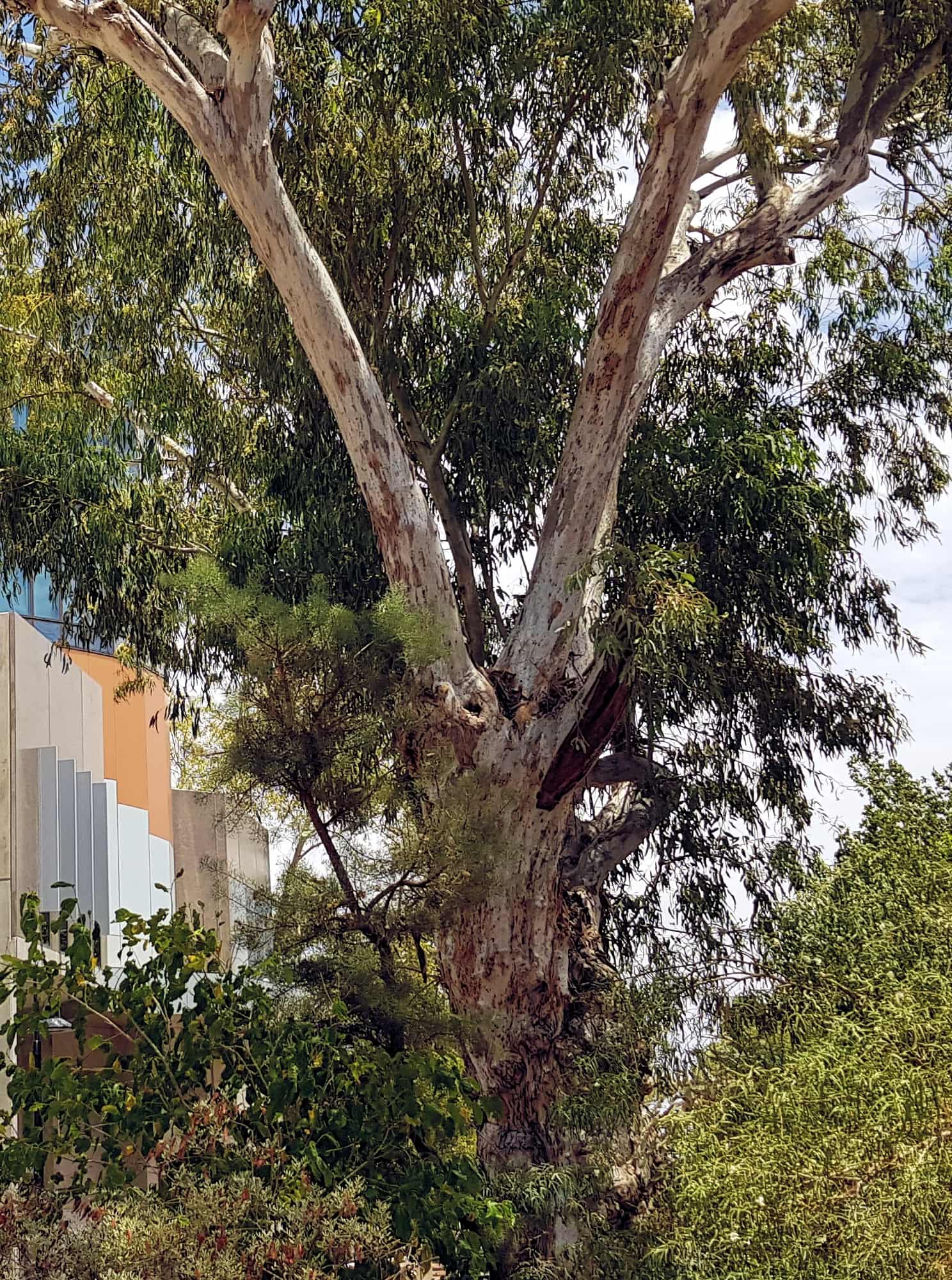 Loving the River Red Gum – Ausemade