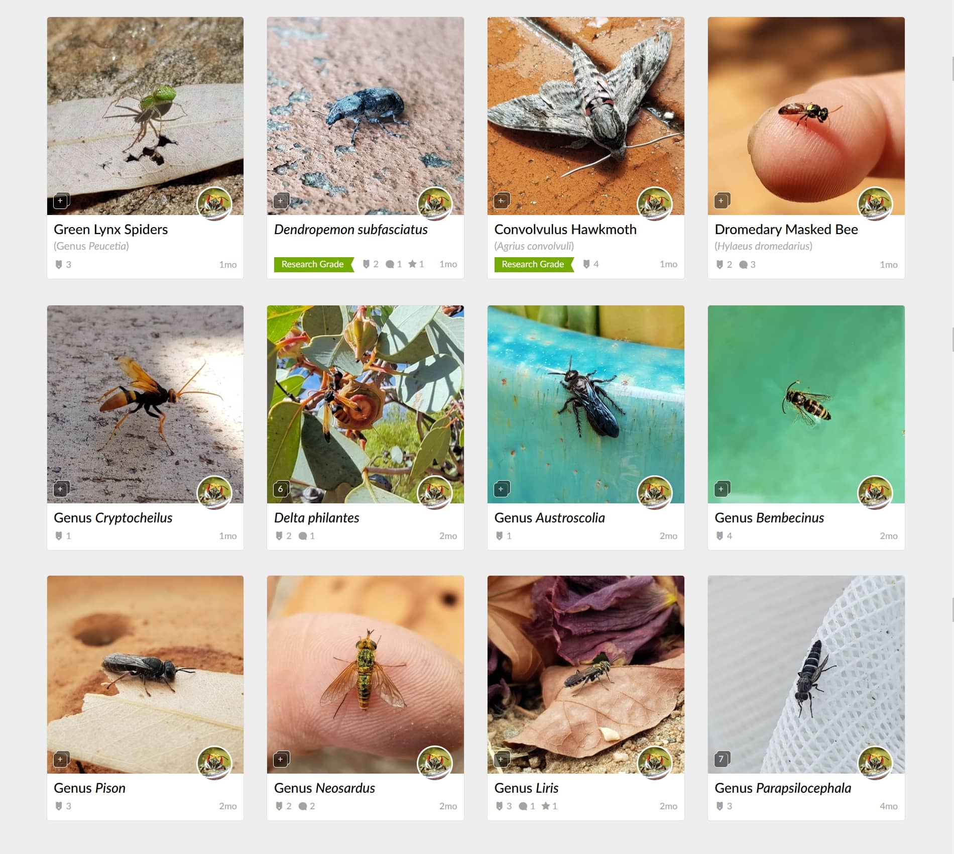 Using iNaturalistAU – Ausemade