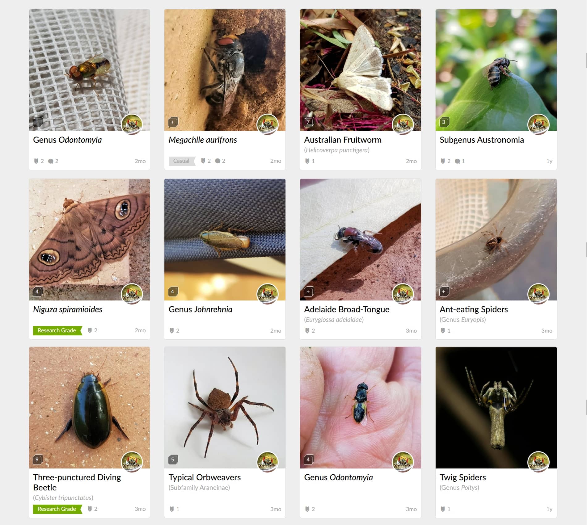 Using iNaturalistAU – Ausemade