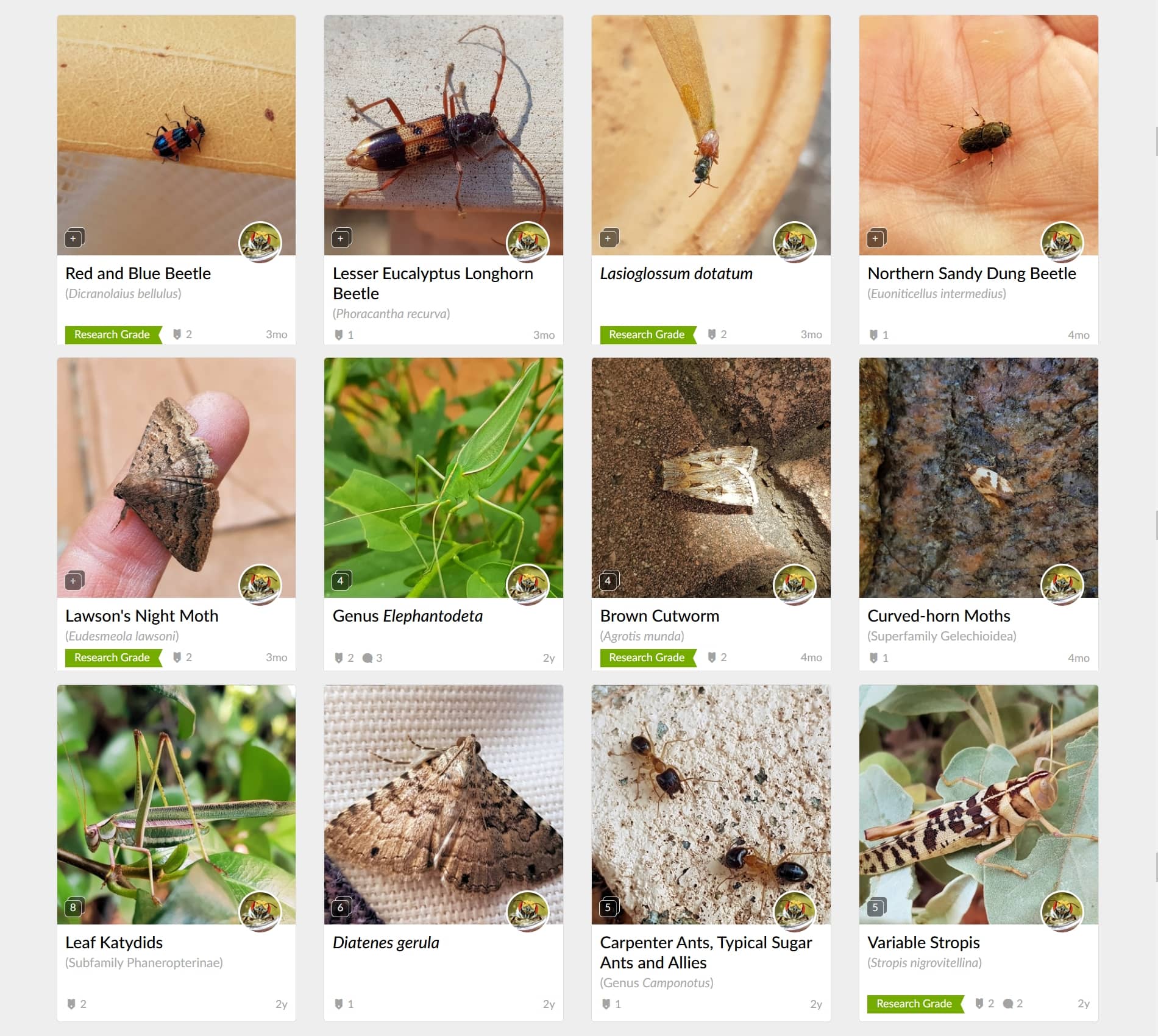 Using iNaturalistAU – Ausemade