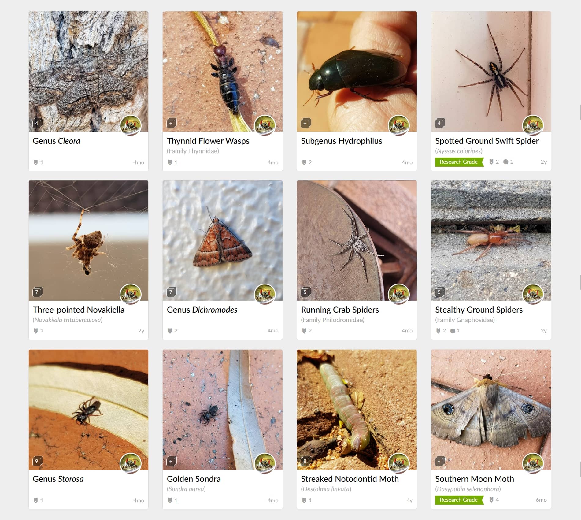 Using iNaturalistAU – Ausemade