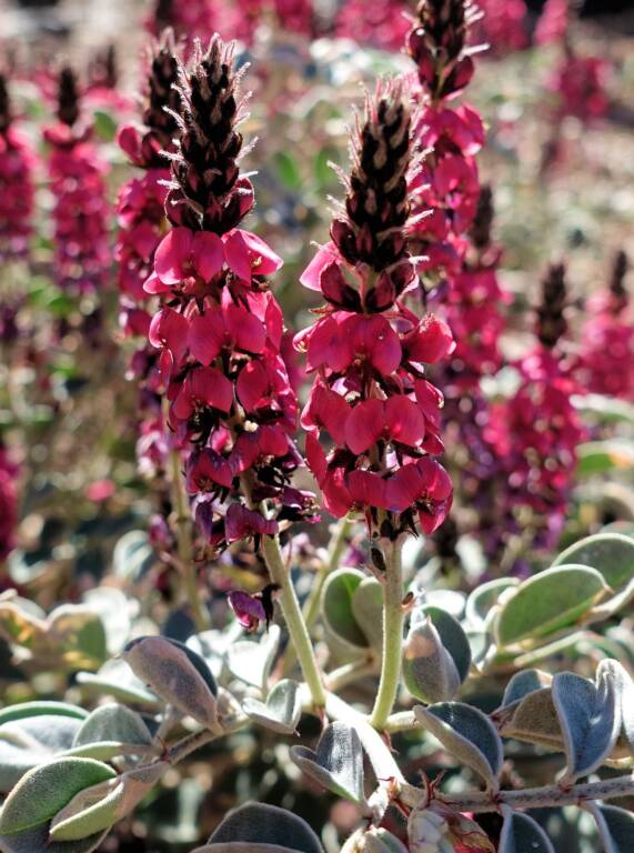 Georges Indigo – Ausemade