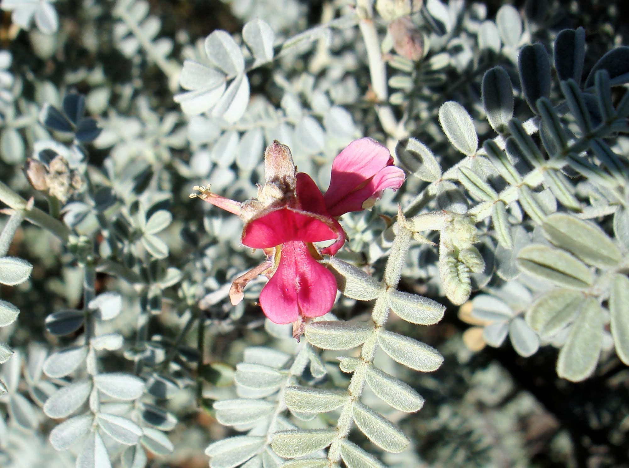 White Indigo – Ausemade