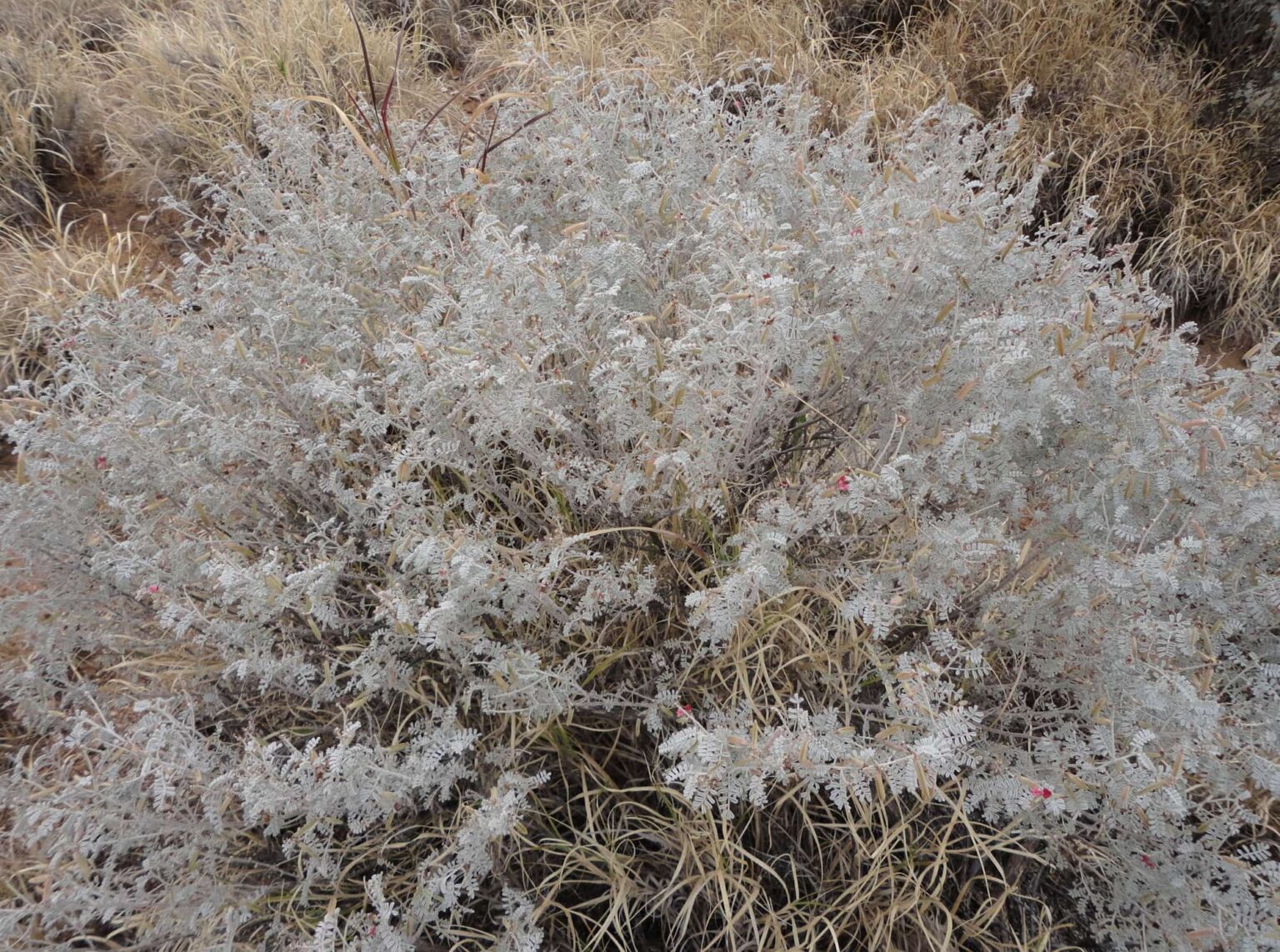 White Indigo – Ausemade