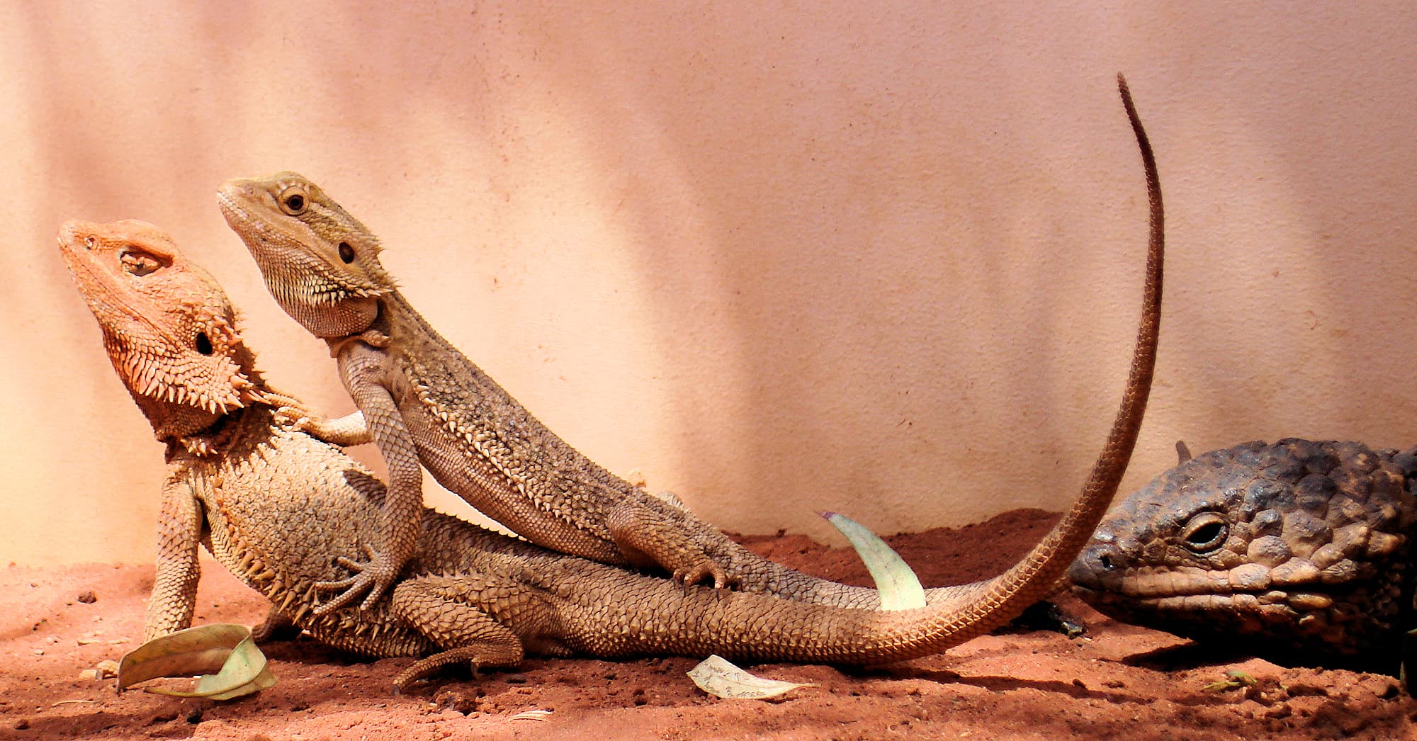 Inland / Central Bearded Dragon – Ausemade