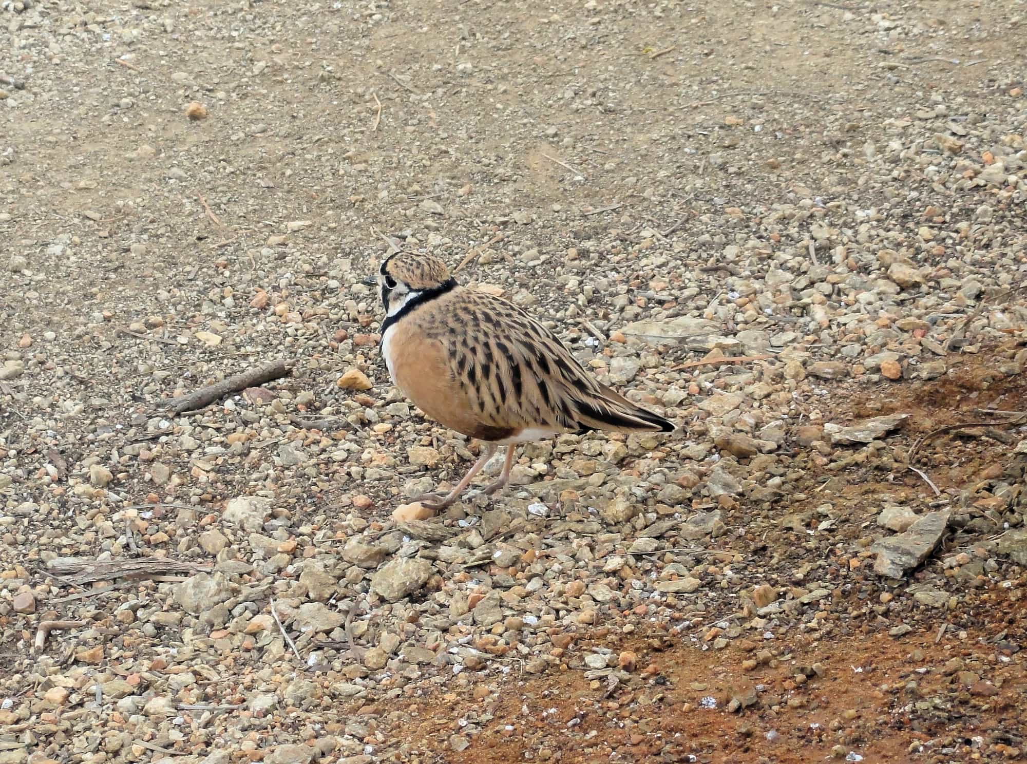 Inland Dotterel – Ausemade