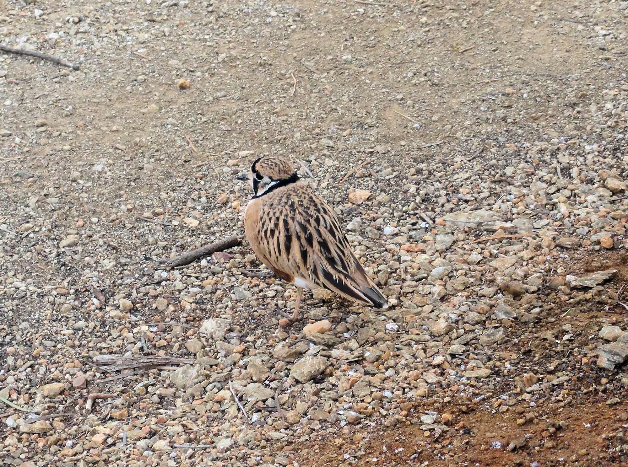 Inland Dotterel – Ausemade
