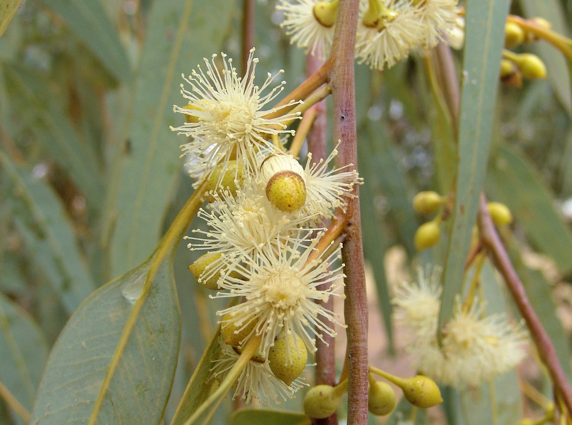 Inland River Red Gum – Ausemade