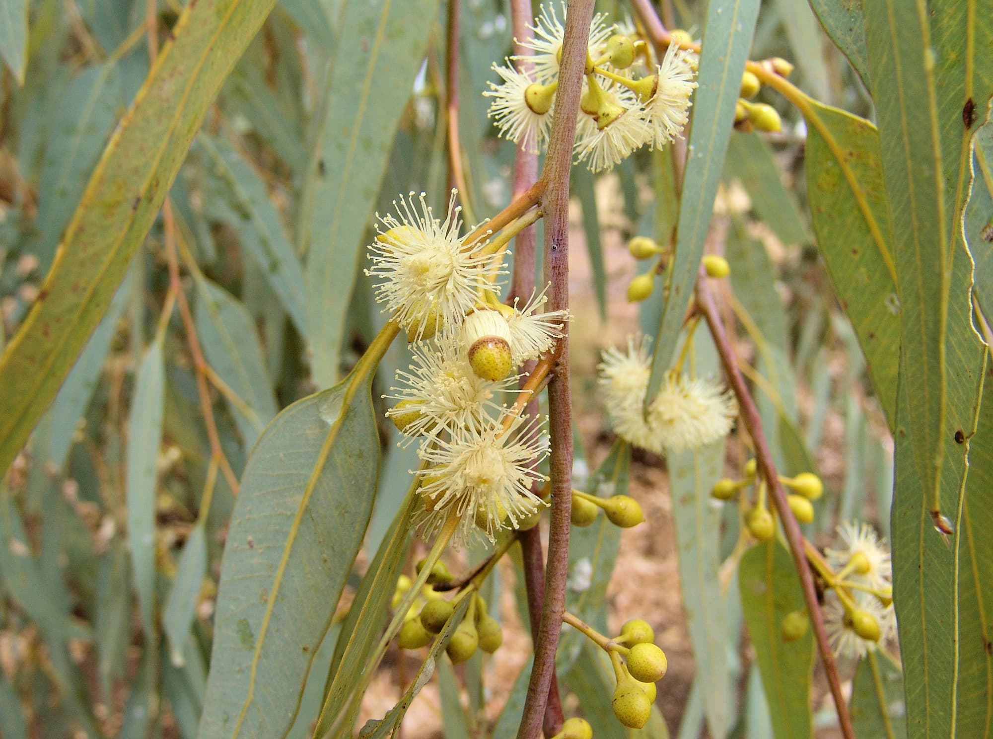 Inland River Red Gum – Ausemade
