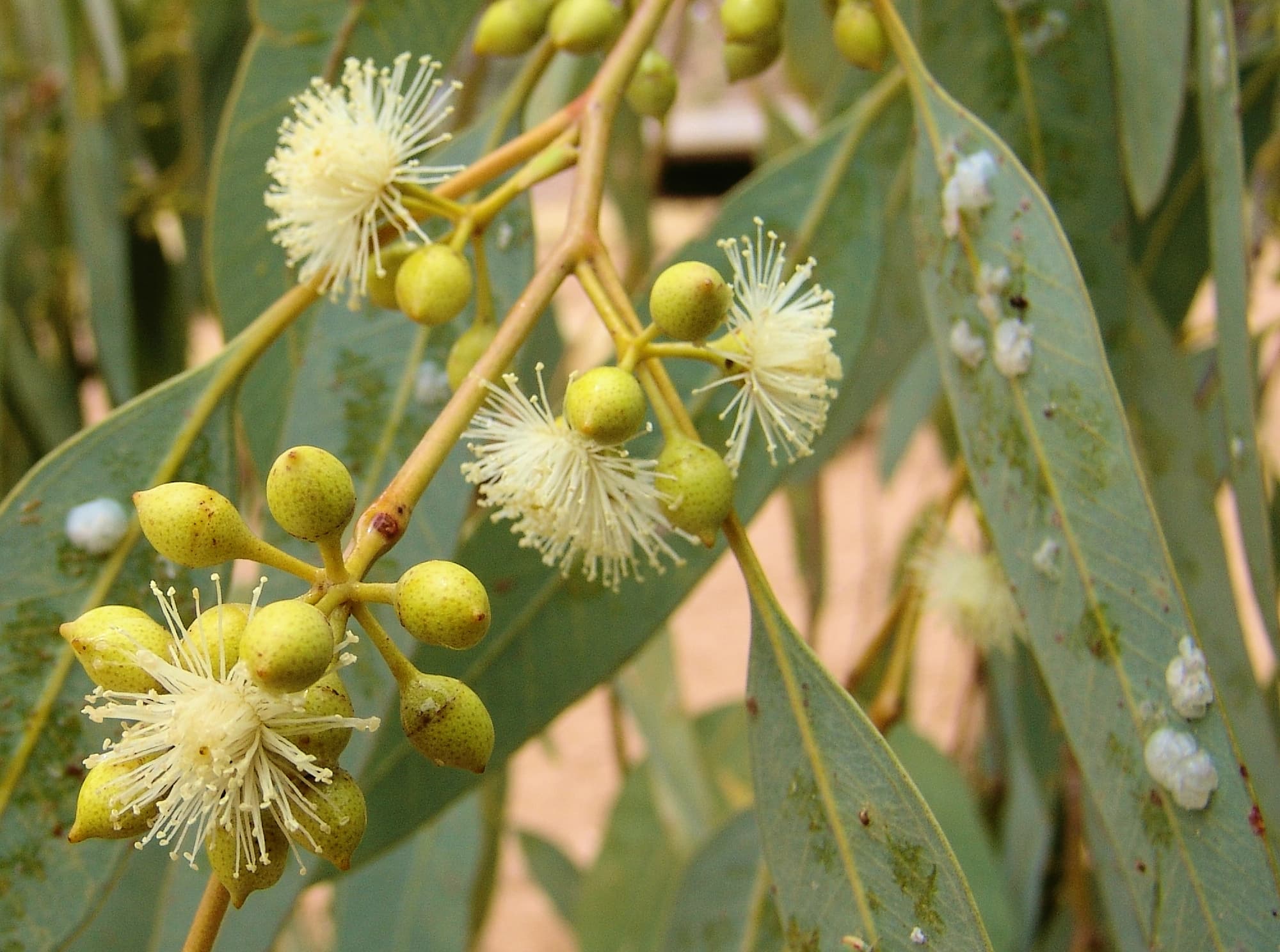 Eucalyptus camaldulensis (River Red Gum) – Ausemade