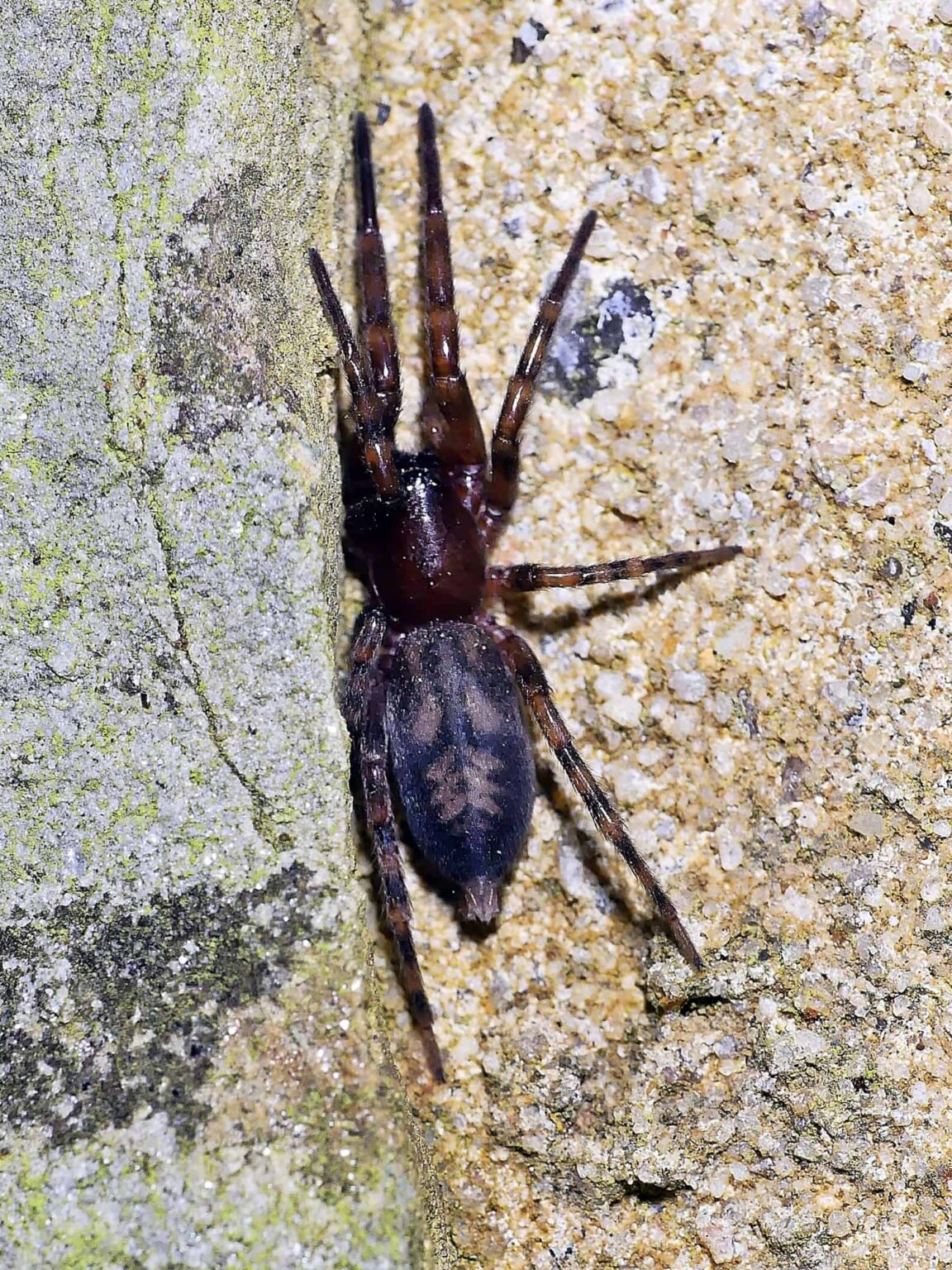 Gnaphosidae (Stealthy Ground Spider) – Ausemade
