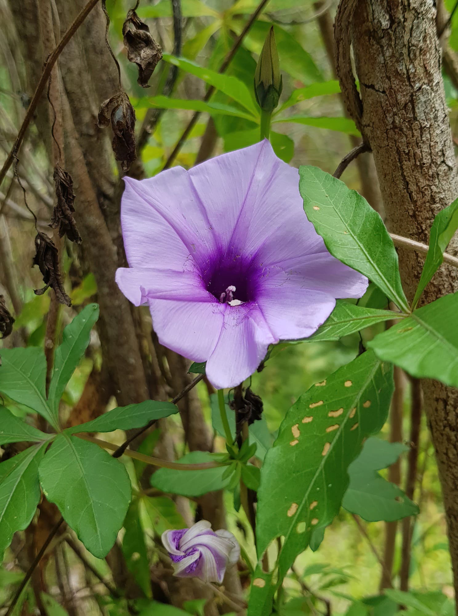 Coastal Morning Glory (Ipomoea indica) – Ausemade