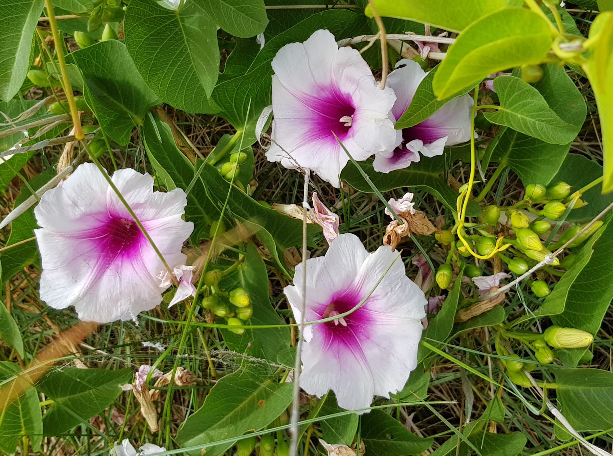 Potato Vine – Ausemade