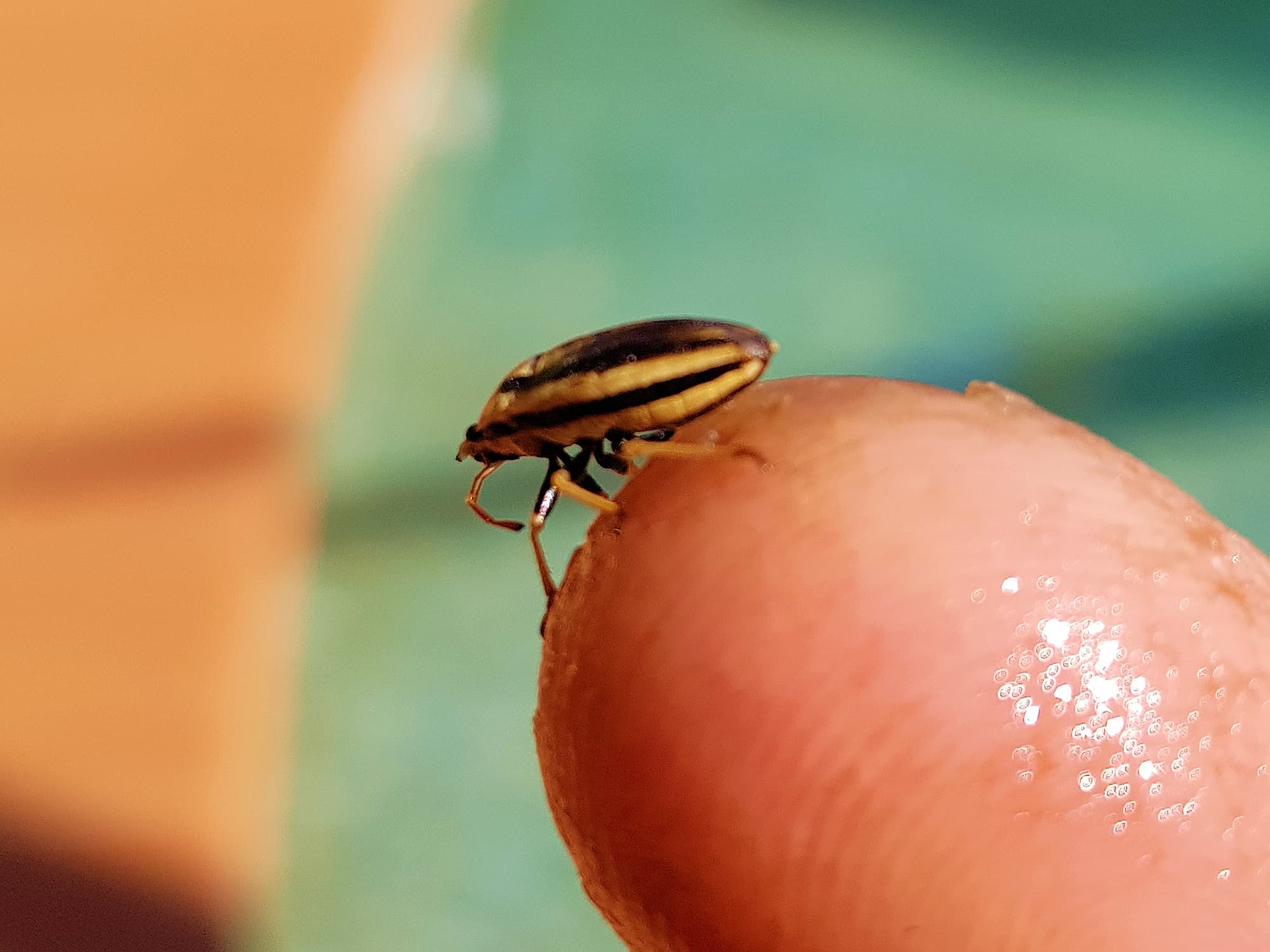 Ippatha australiensis – Ausemade