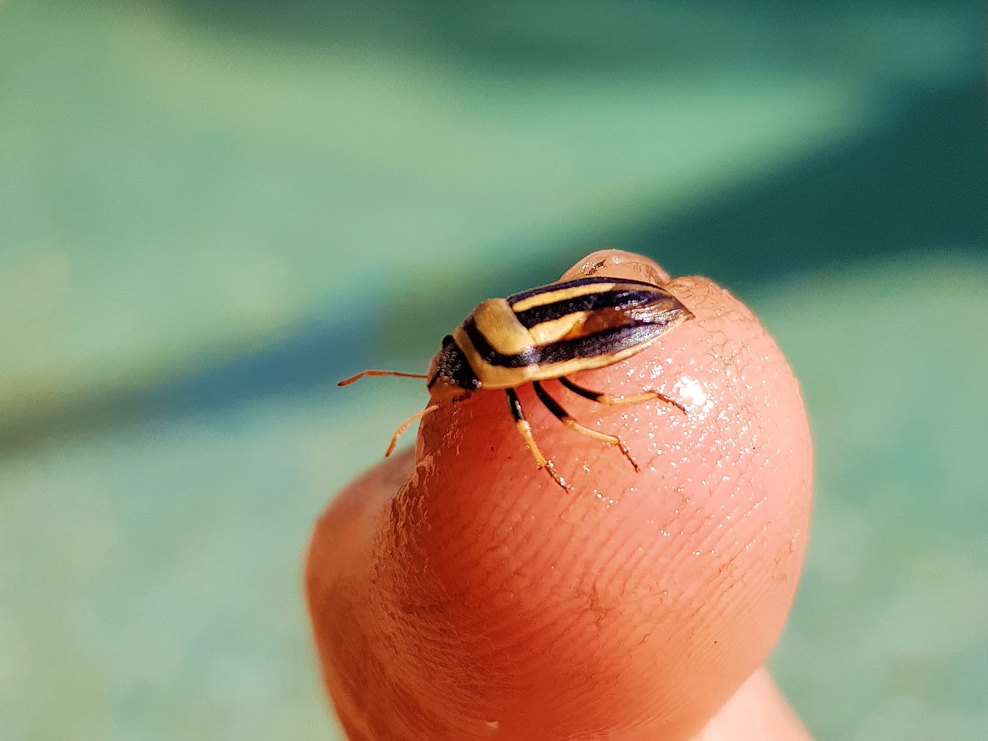 Ippatha australiensis – Ausemade