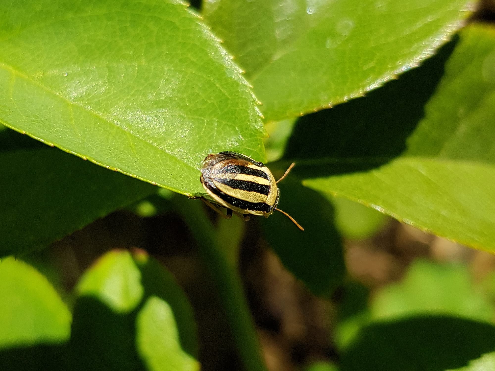Ippatha australiensis – Ausemade