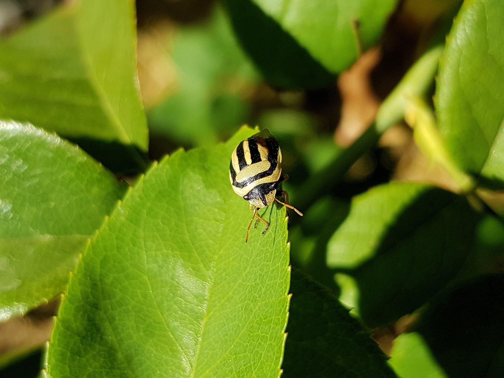Ippatha australiensis – Ausemade