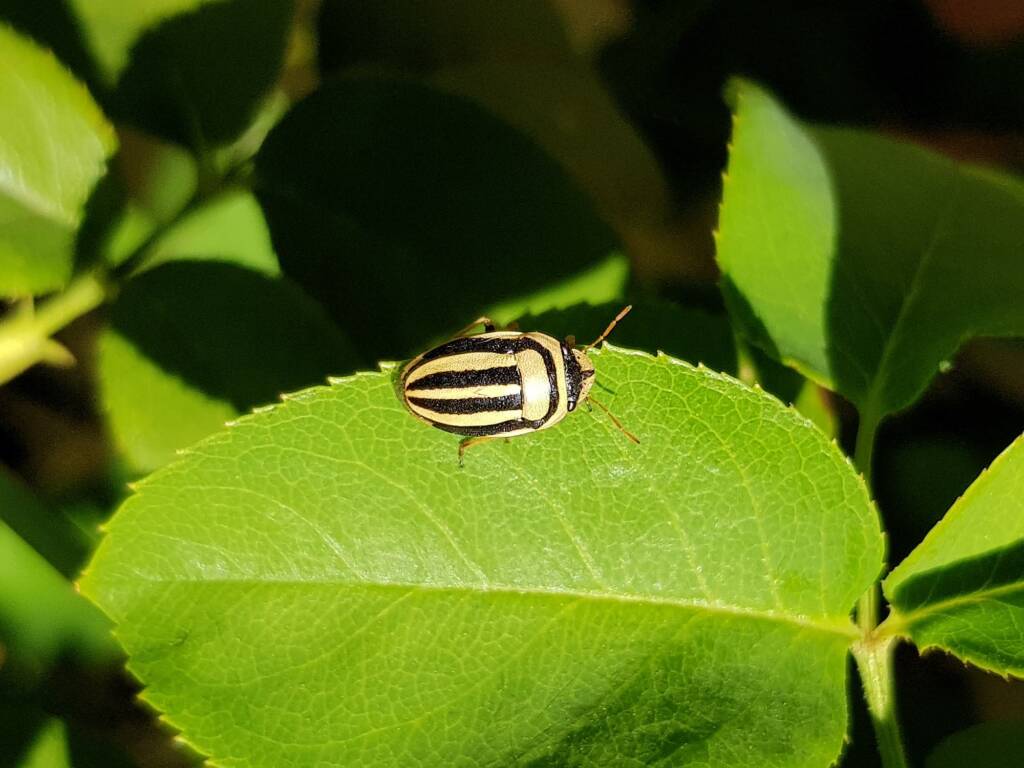 Ippatha australiensis – Ausemade