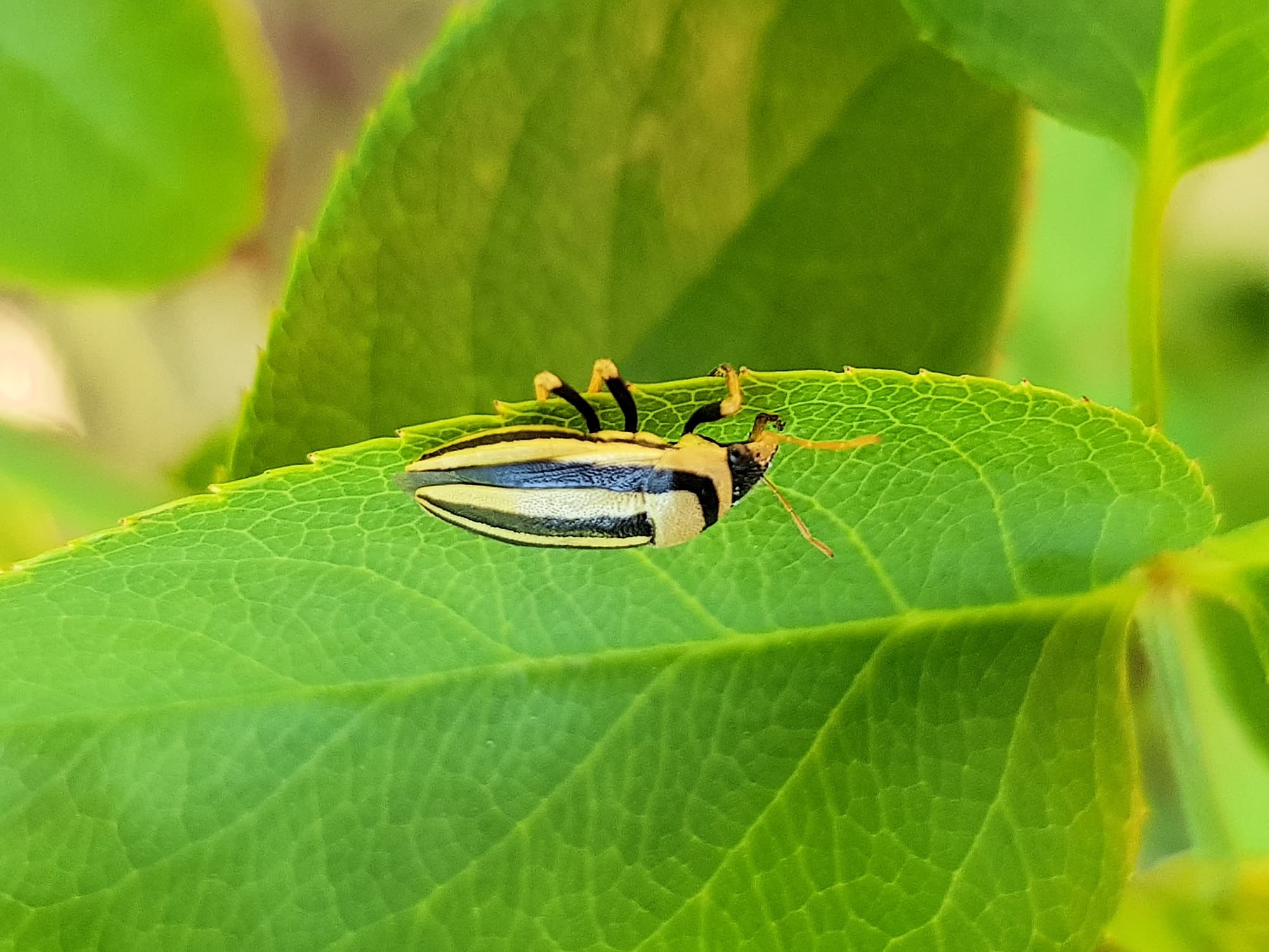 Ippatha australiensis – Ausemade