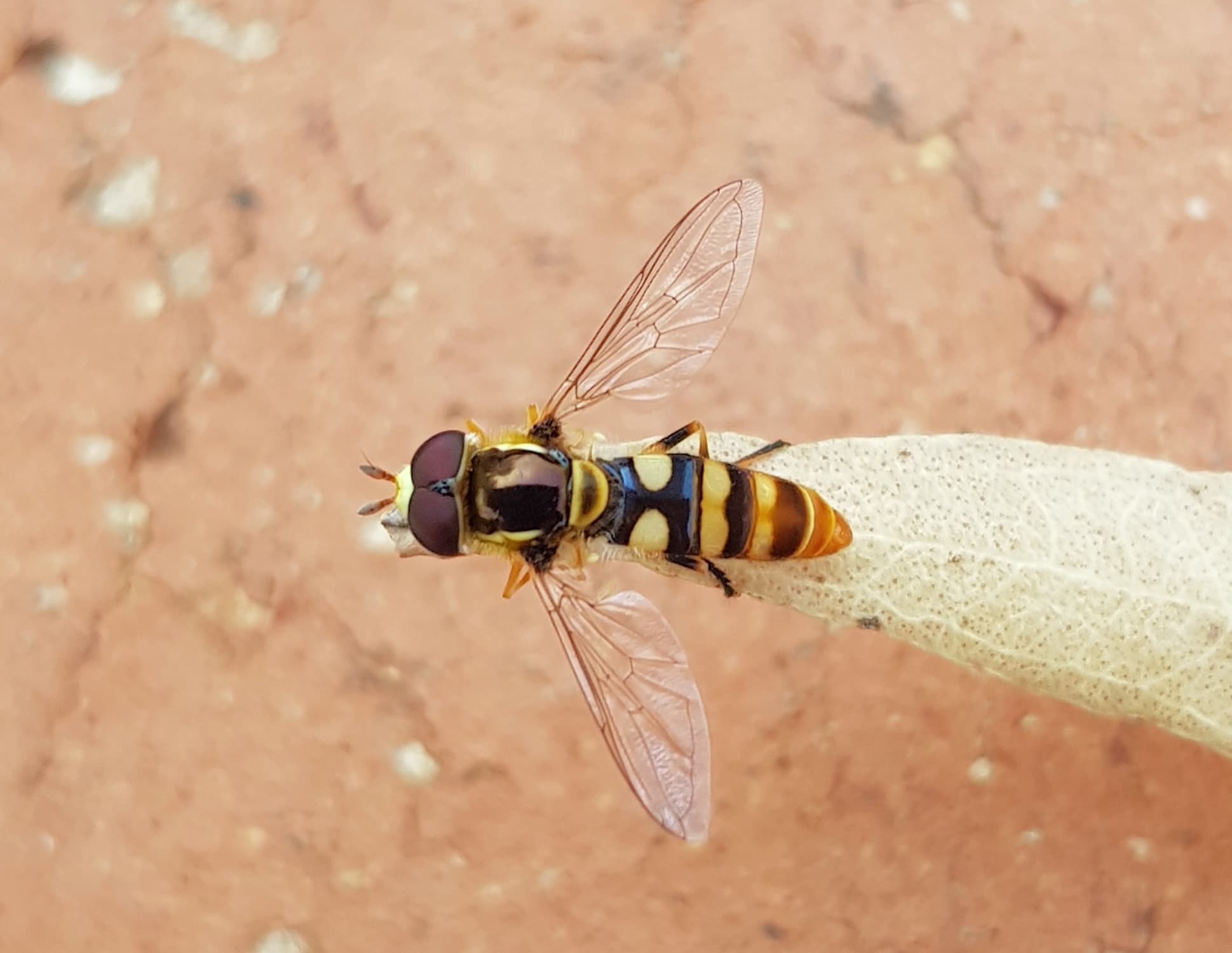 Syrphidae – Ausemade