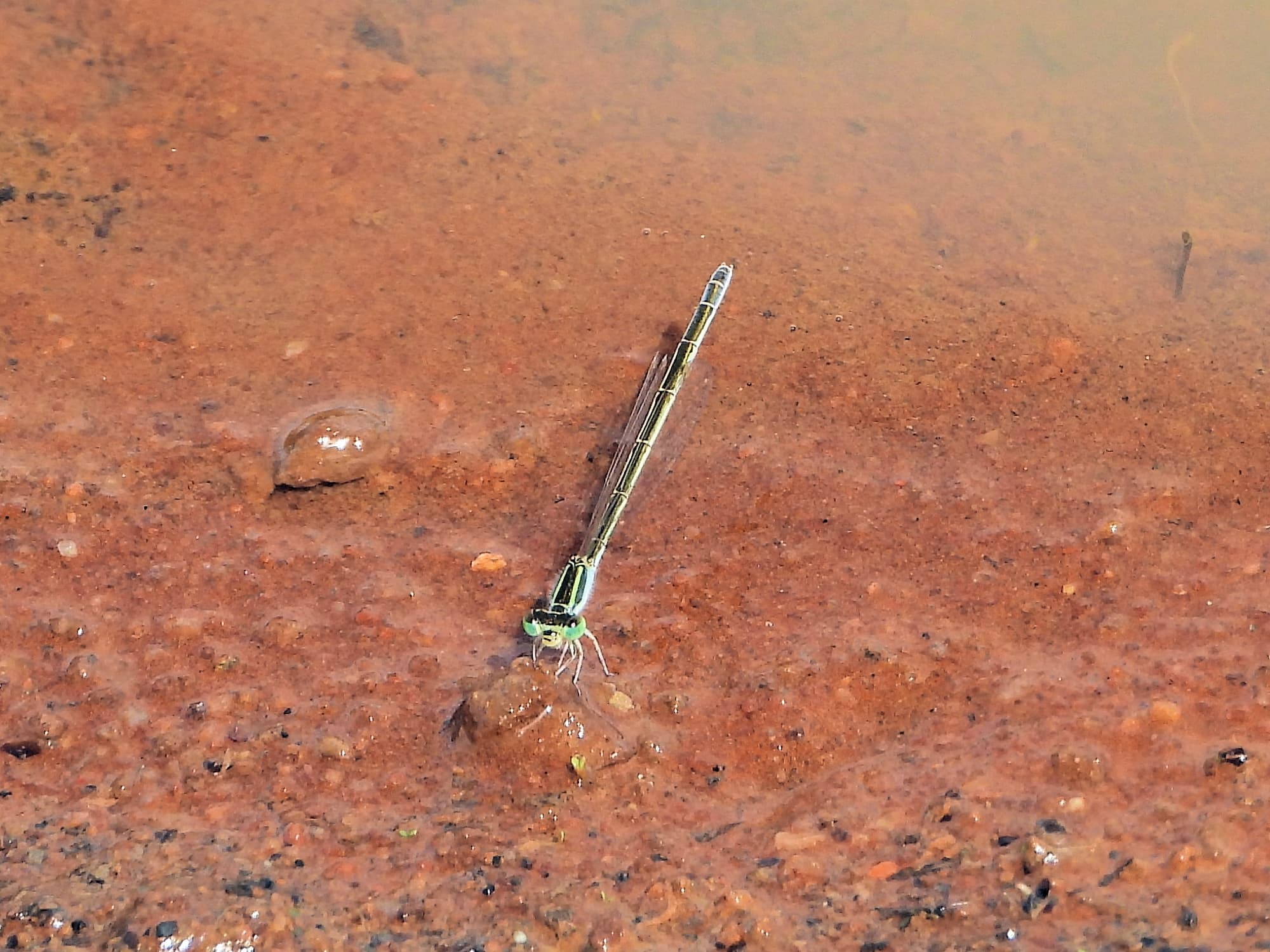 Aurora Bluetail Damselfly at Kunoth Bore – Ausemade