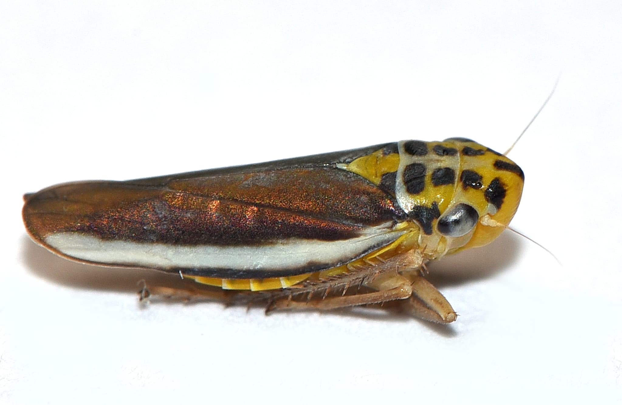 Cicadellidae – Ausemade