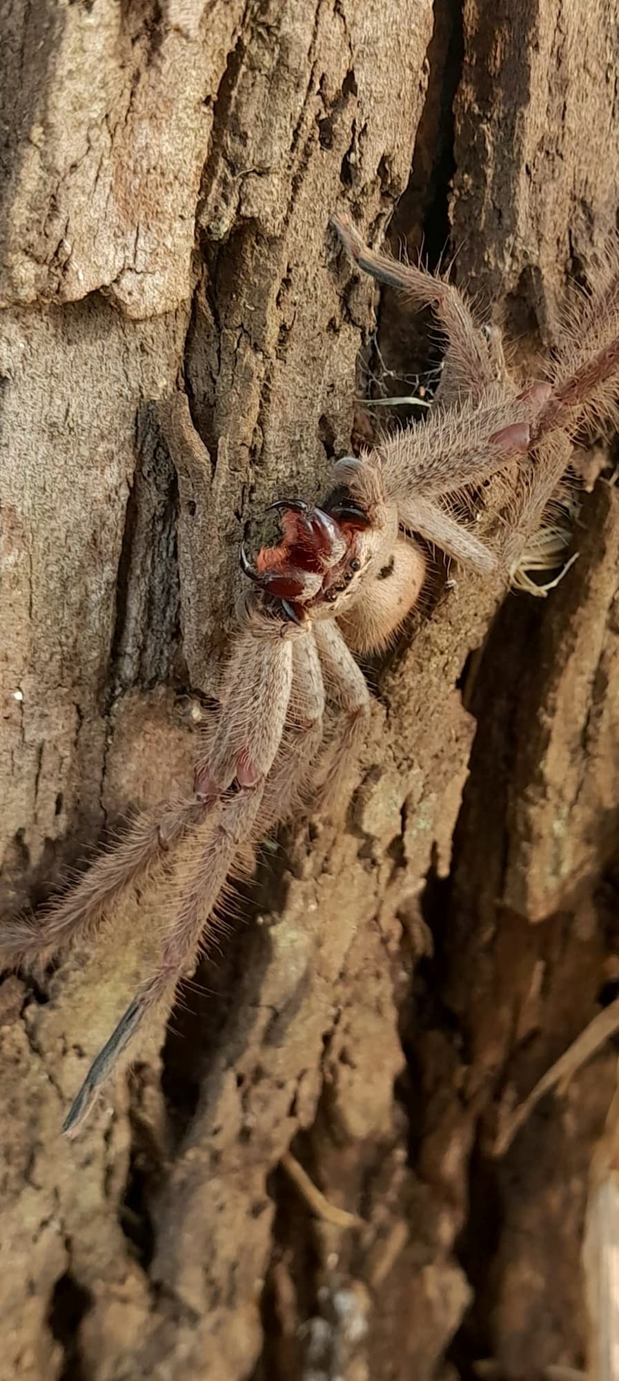 Isopeda brachyseta – Ausemade