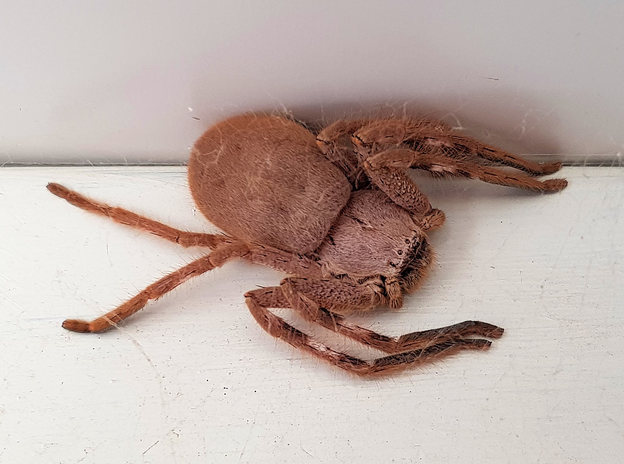 Desert Huntsman Spider – Ausemade