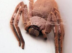 Australian Huntsman Spider – Ausemade